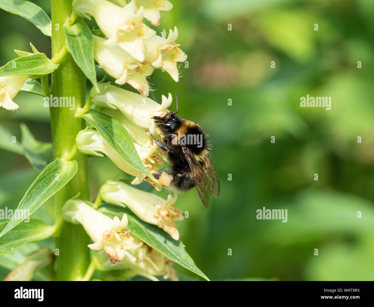 A side view of a white tailed bumble bee feeding on the flowers of ...