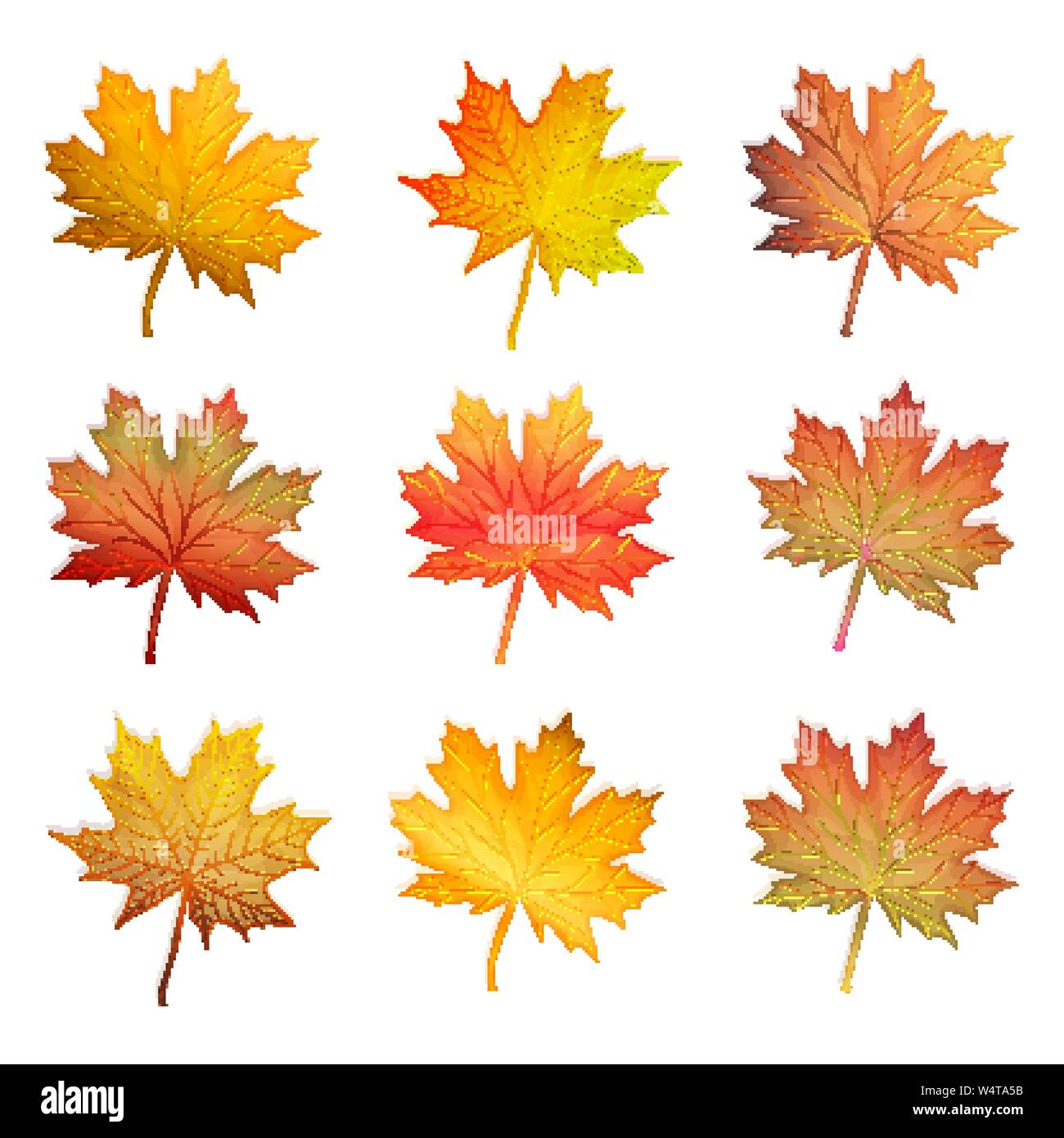 Vector set of colorful autumn maple leaves Stock Vector Image & Art - Alamy