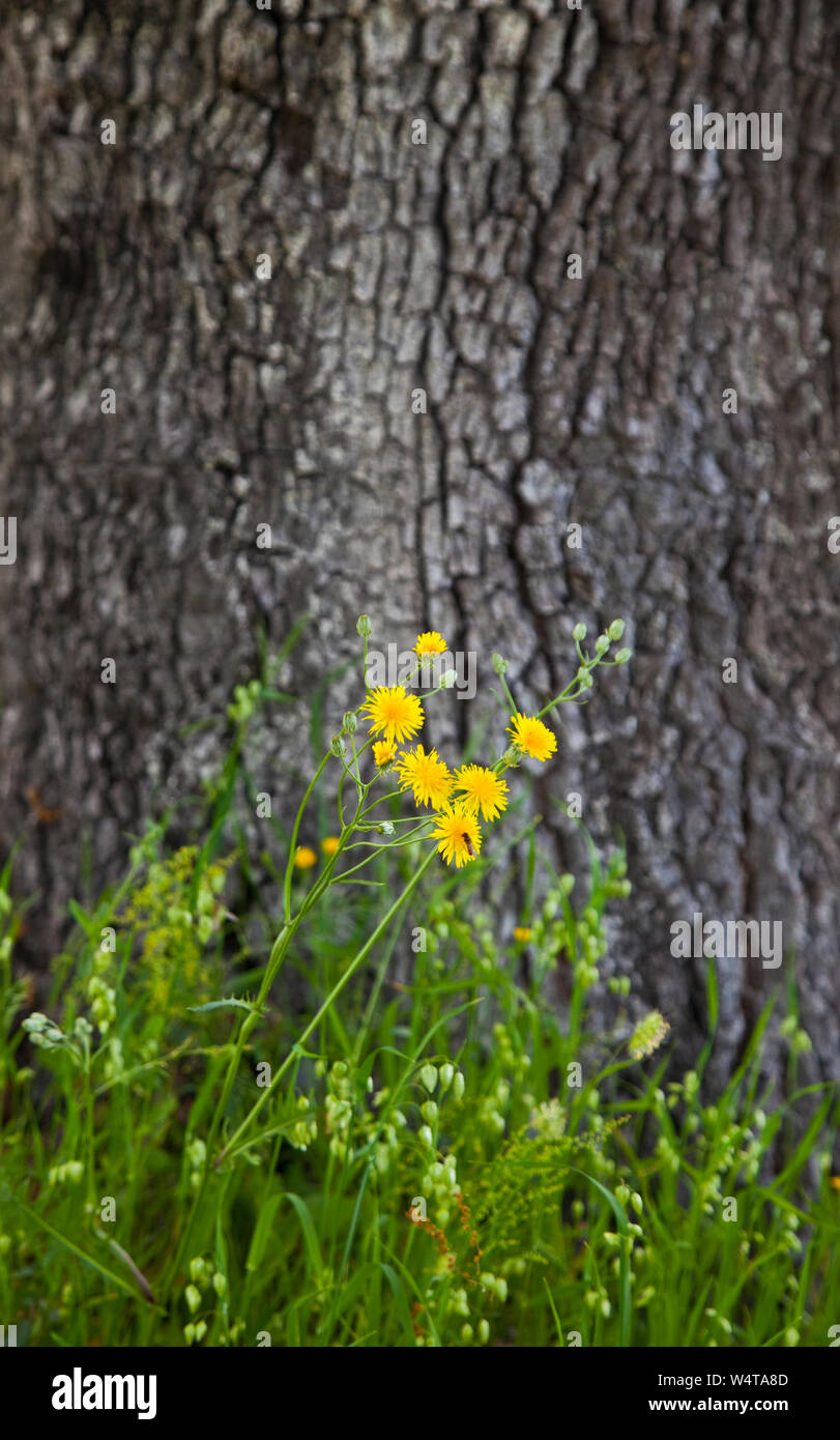 Tronco de encina hi-res stock photography and images - Alamy