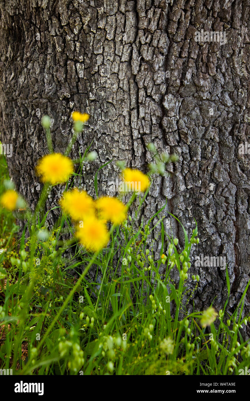 Tronco de encina hi-res stock photography and images - Alamy