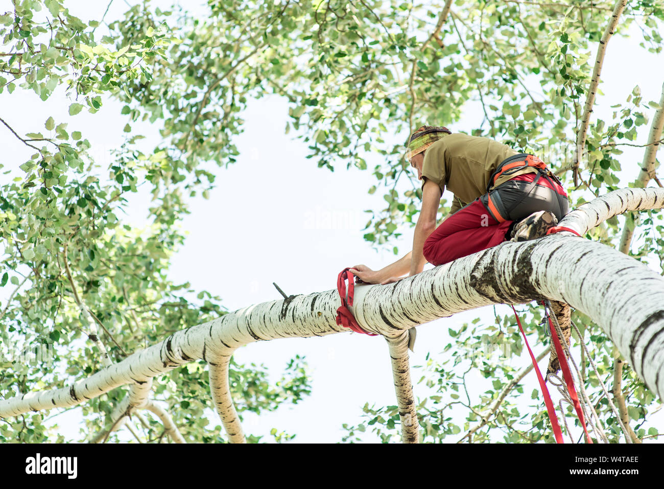 Man climbs a tree and heals it Stock Photo - Alamy