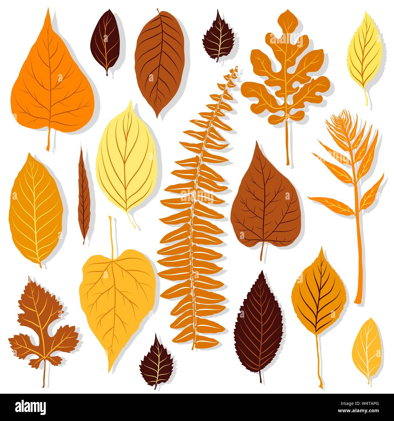 Autumn leaves set on white background vector Stock Vector Image & Art ...