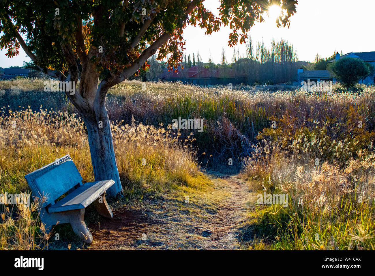 Bench under tree hi-res stock photography and images - Alamy