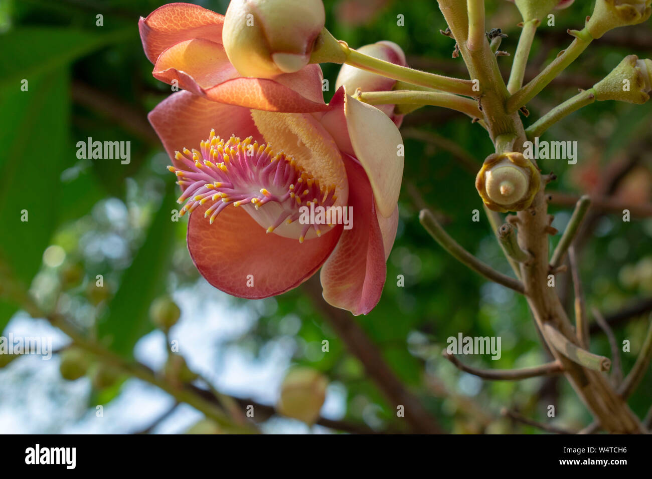 Flower Close up Stock Photo - Alamy