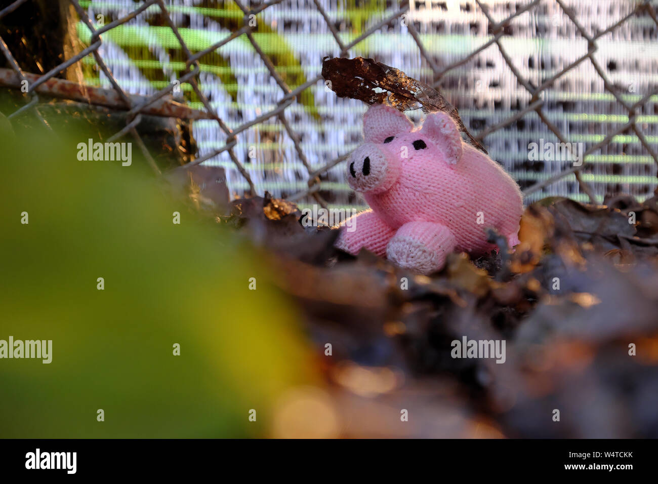 Pig set up hi-res stock photography and images - Alamy