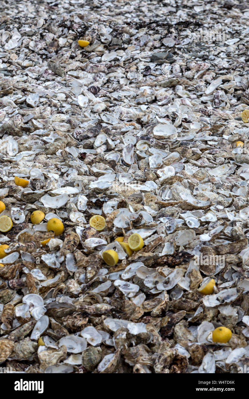 Thousands of empty shells of eaten oysters discarded on sea floor in ...