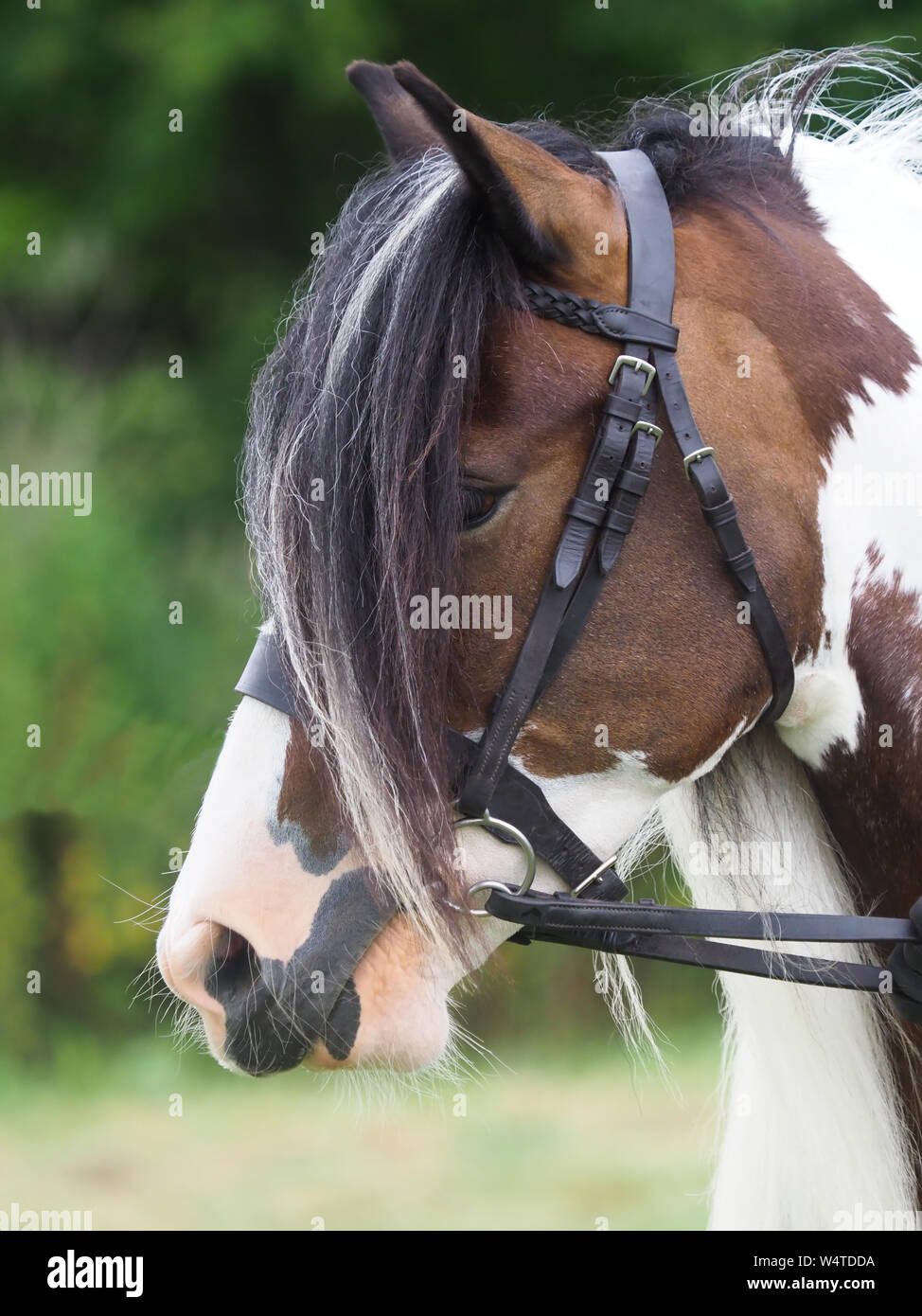 A traditional Gypsy cob in a bridle stands in the show ring Stock Photo ...