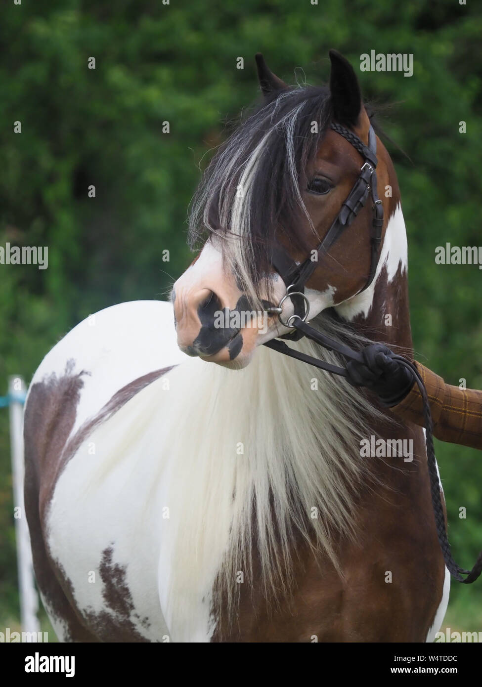A traditional Gypsy cob in a bridle stands in the show ring Stock Photo ...