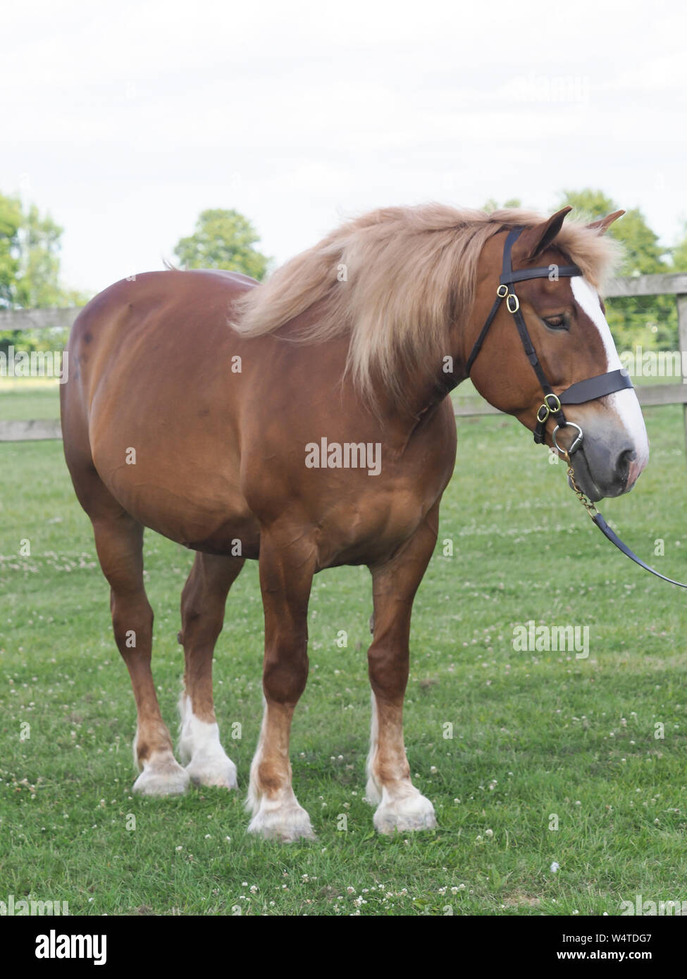 Draft dog hi-res stock photography and images - Alamy