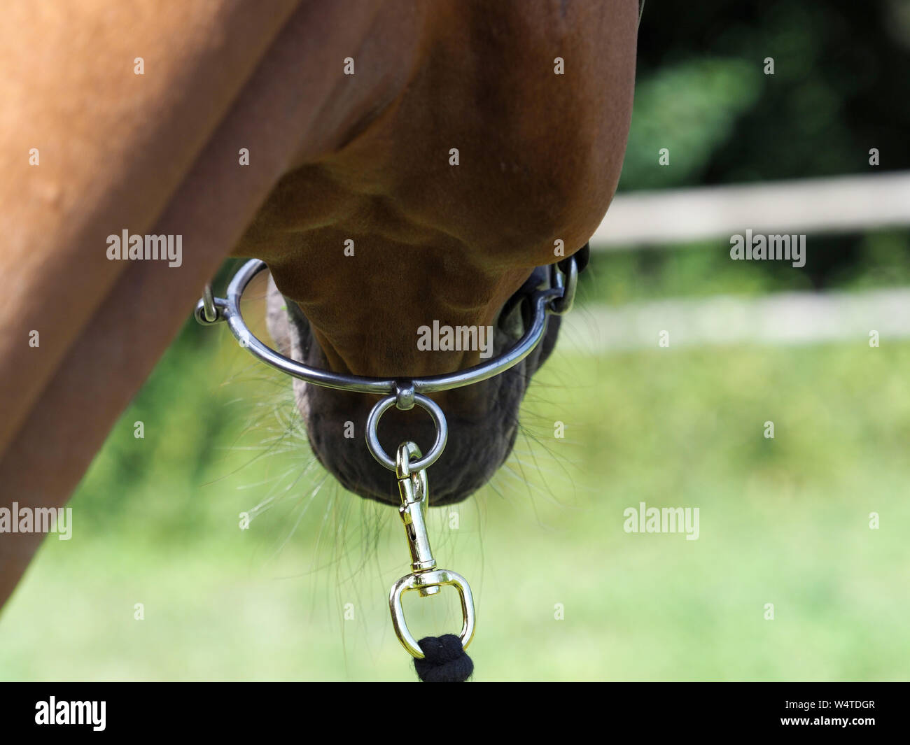 Chifney hi-res stock photography and images - Alamy