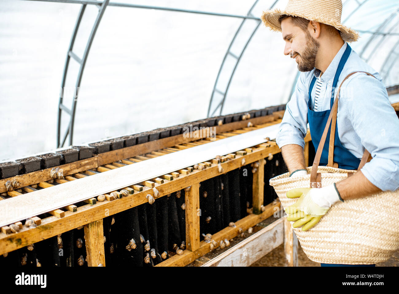 Handsome worker feeding snails, powdering food on the special shelves ...