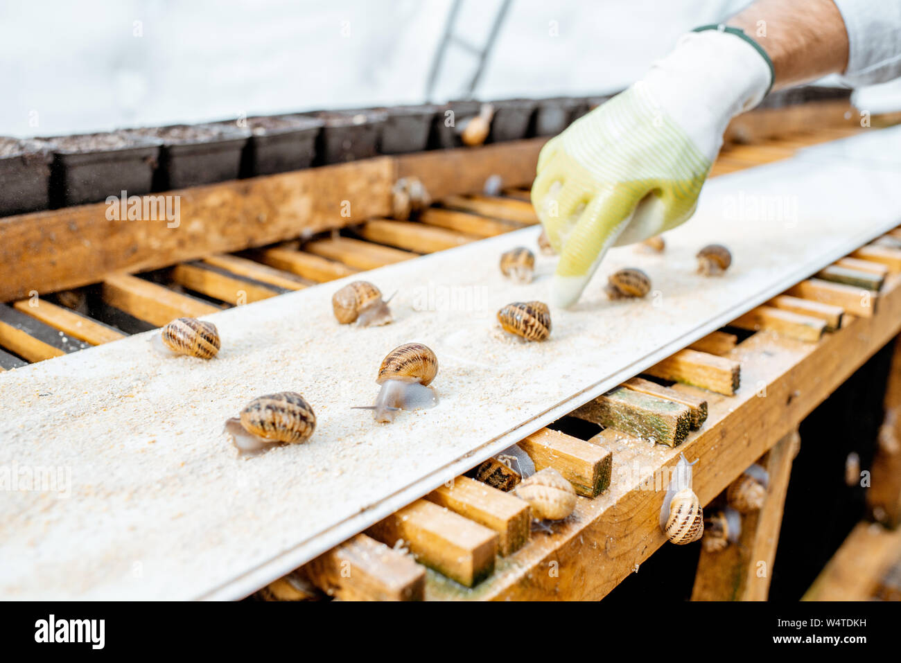Worker feeding snails, powdering food on the special shelves in the ...