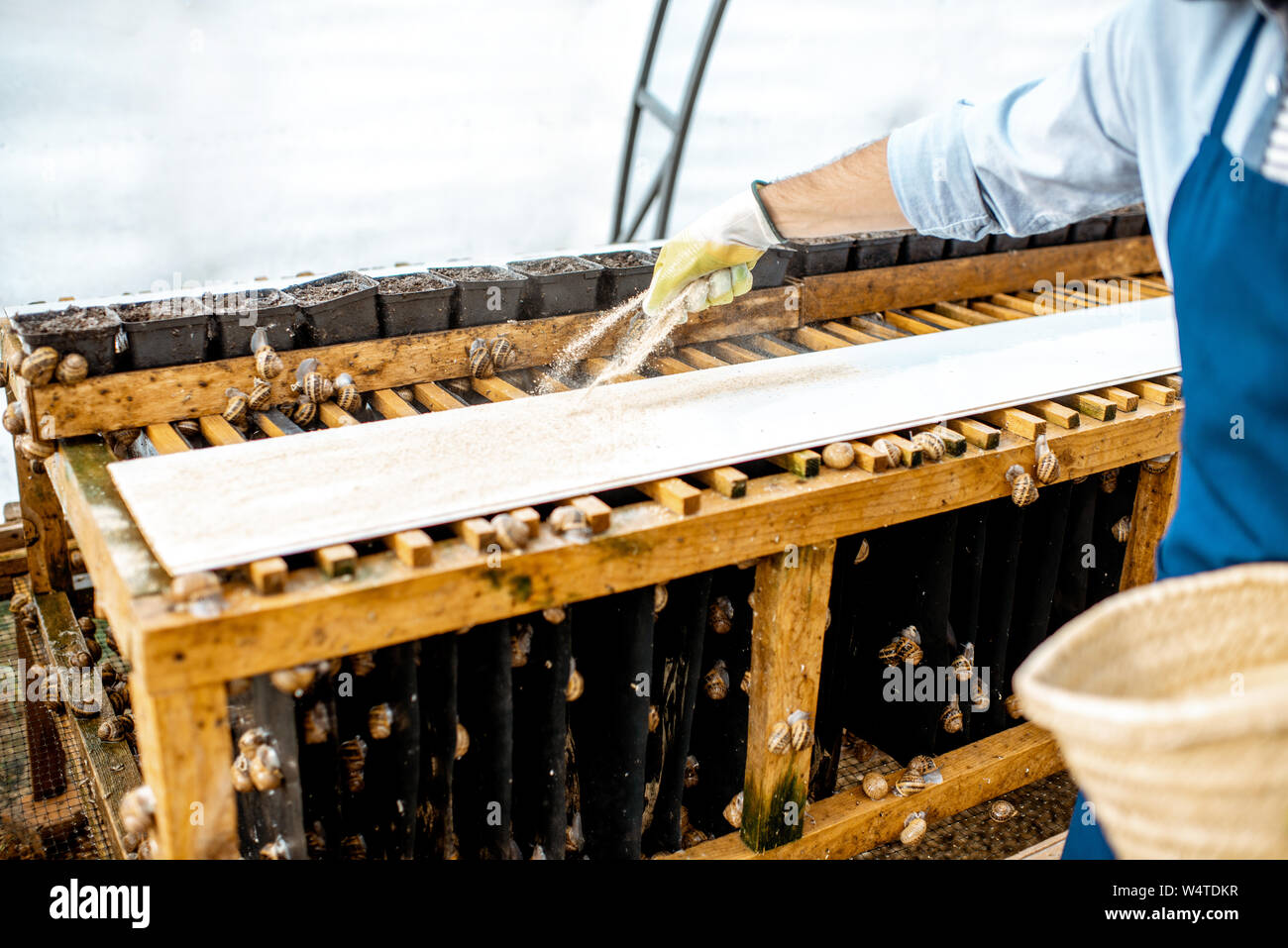 Worker feeding snails, powdering food on the special shelves in the ...
