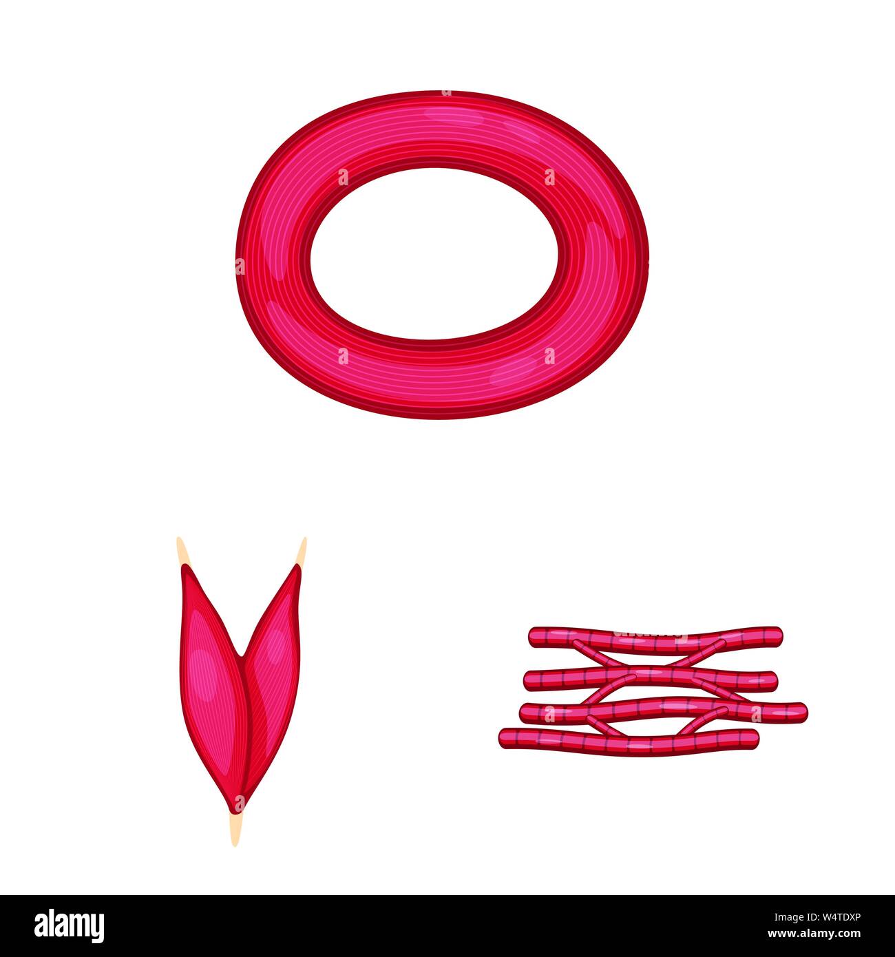 Vector design of muscle and cells icon. Collection of muscle and ...