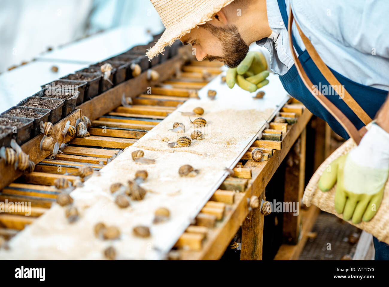 Farmer examining snails growing process in the hothouse of the farm ...