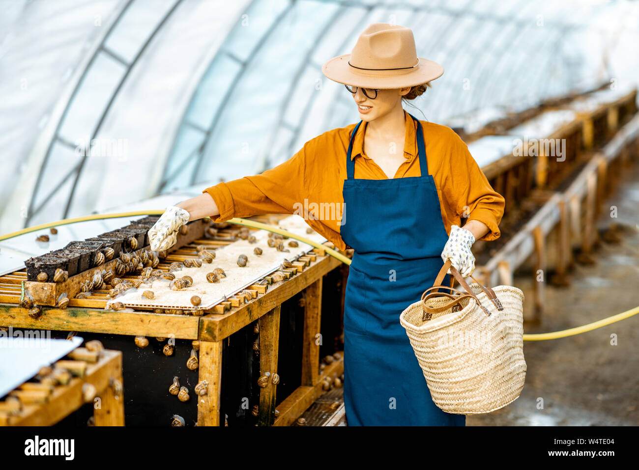 Female worker feeding snails, powdering food on the special shelves in ...