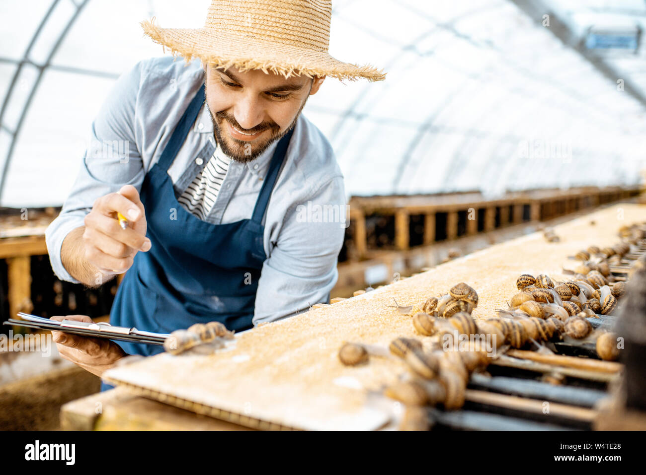 Handsome farmer taking care of snails, examining growing process in the ...