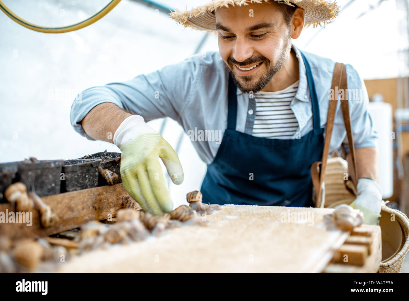 Handsome farmer taking care of snails, examining growing process in the ...