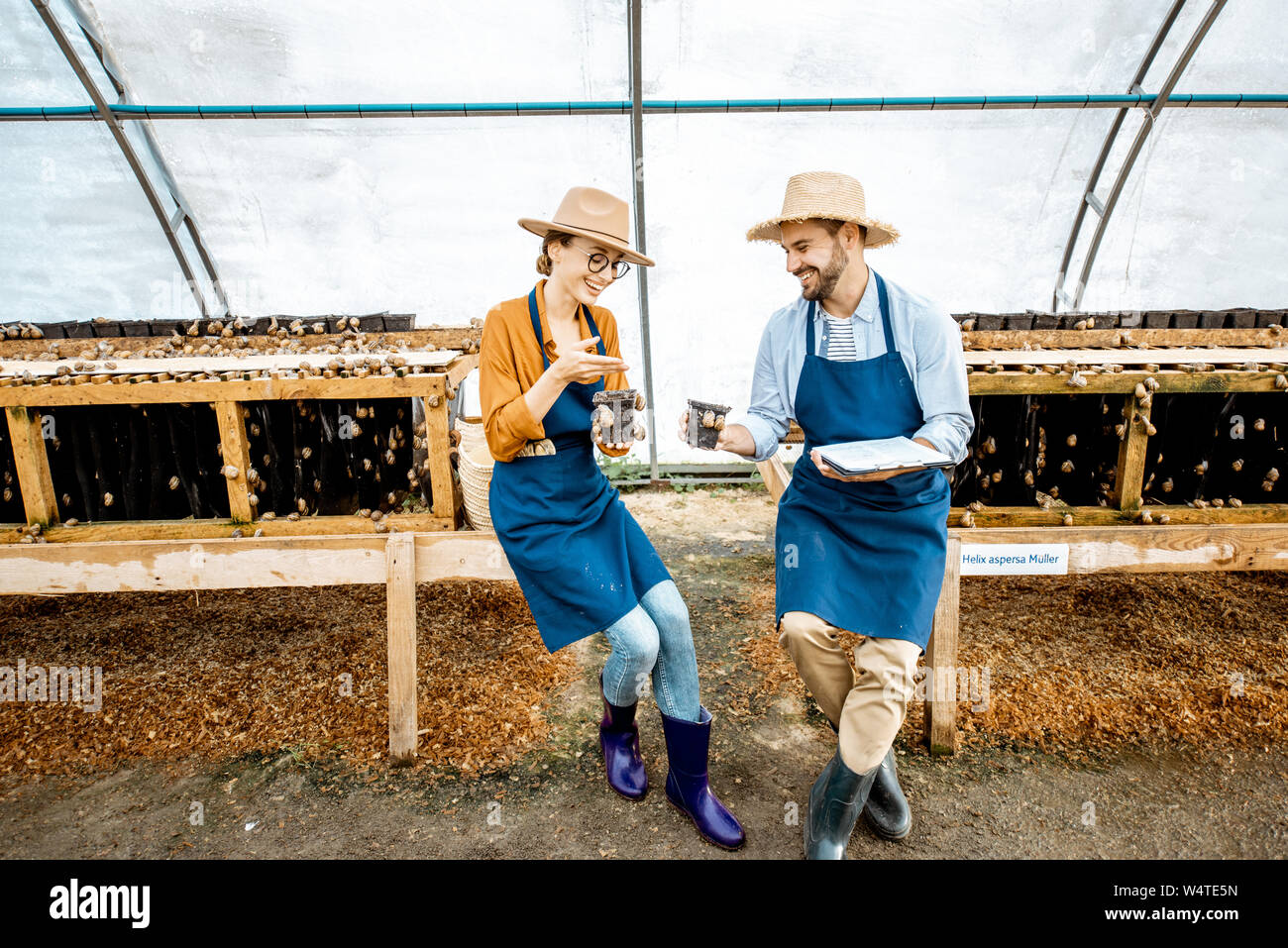 Two farmers examining snails growing process in the hothouse of the ...