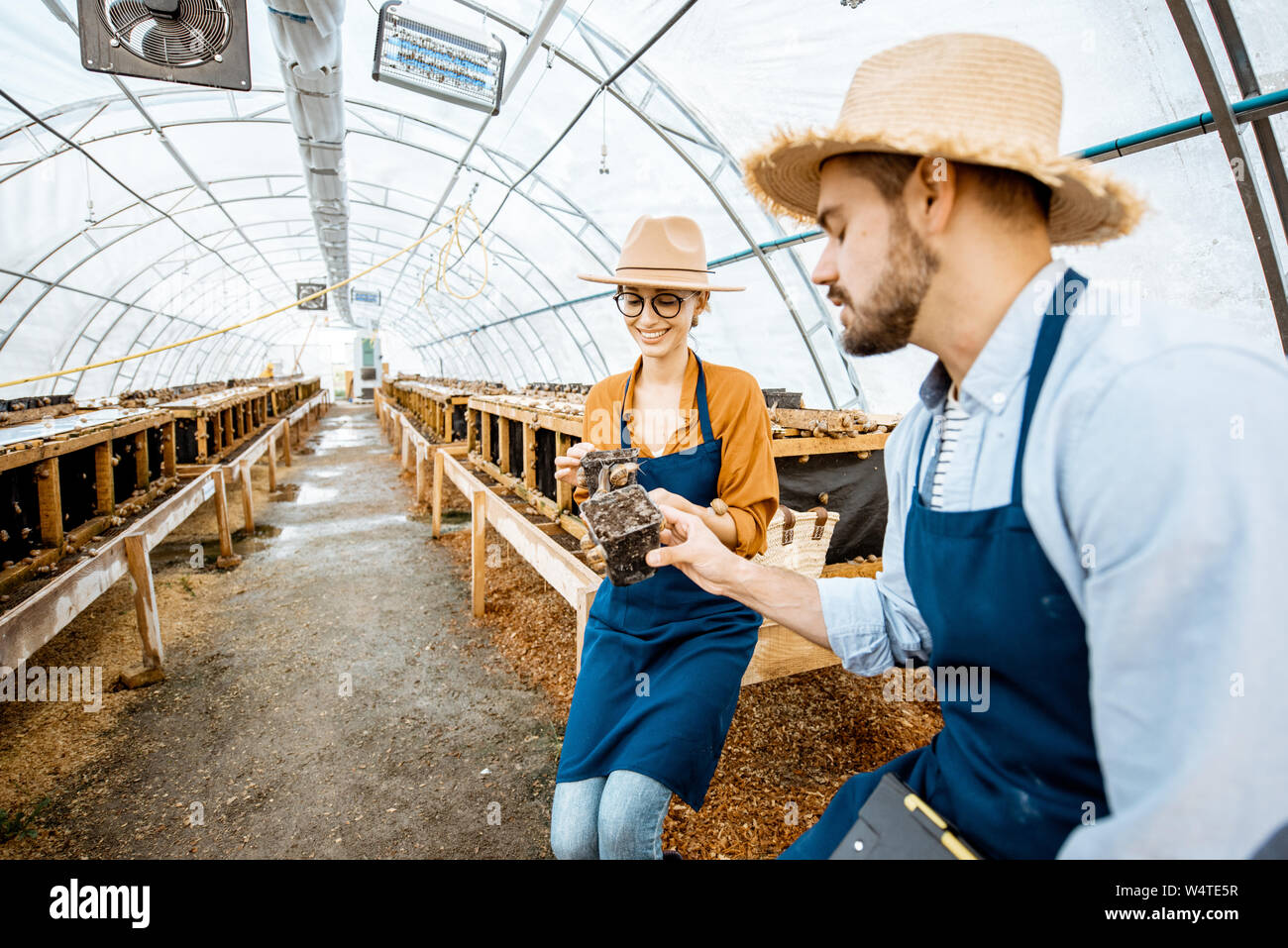 Two farmers examining snails growing process in the hothouse of the ...