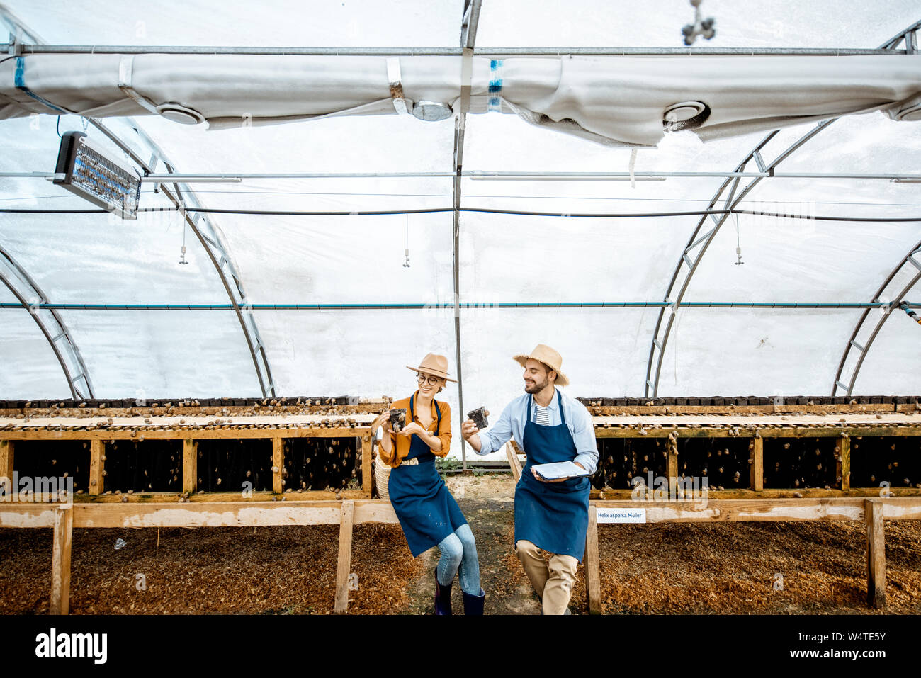 Two farmers examining snails growing process in the hothouse of the ...