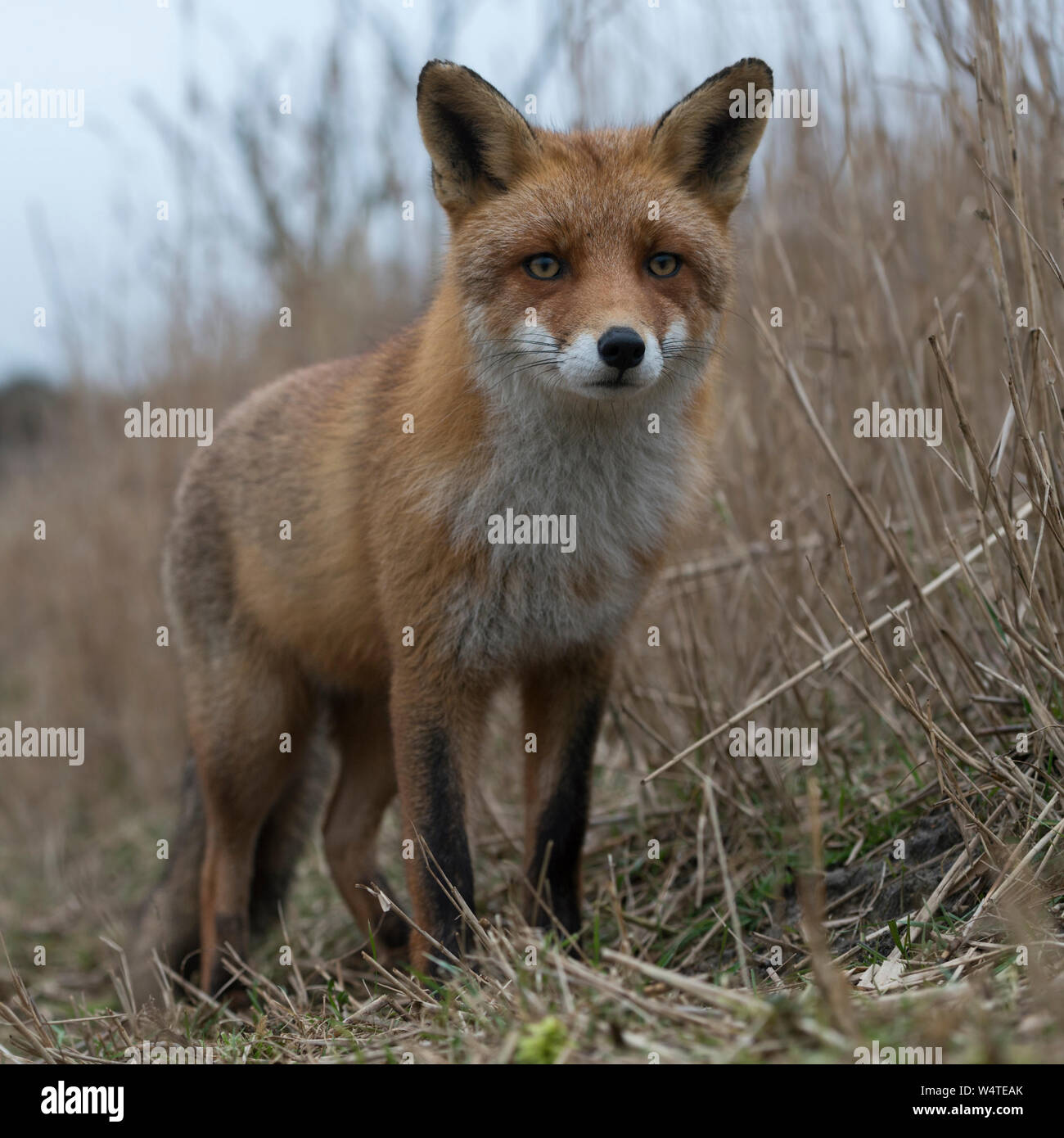 Red Fox / Rotfuchs ( Vulpes vulpes ) on a fox path between dry reed ...