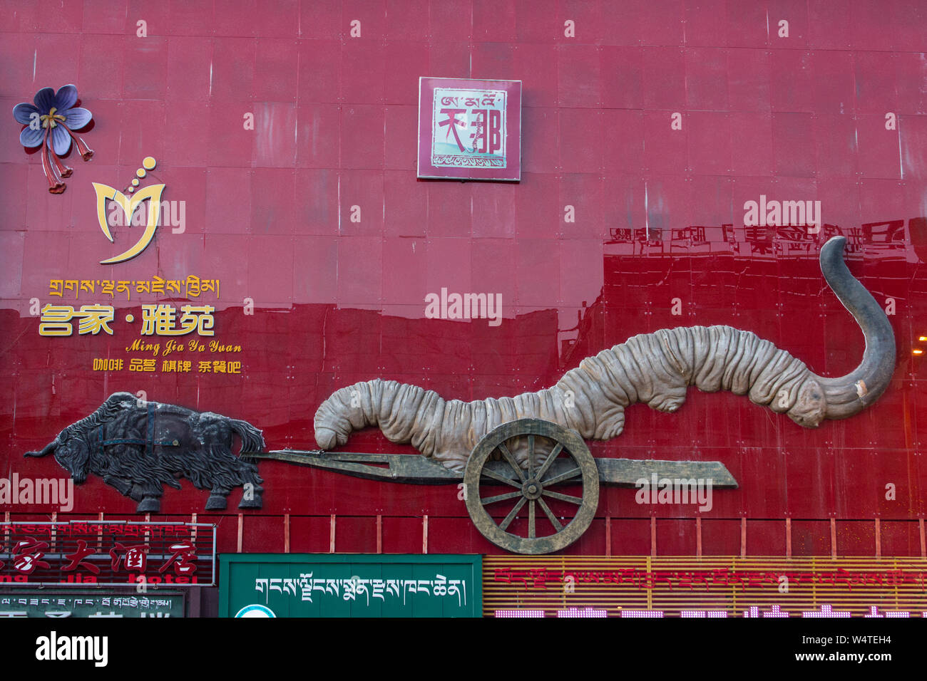 Ophiocordyceps Sinensis High Resolution Stock Photography and Images ...