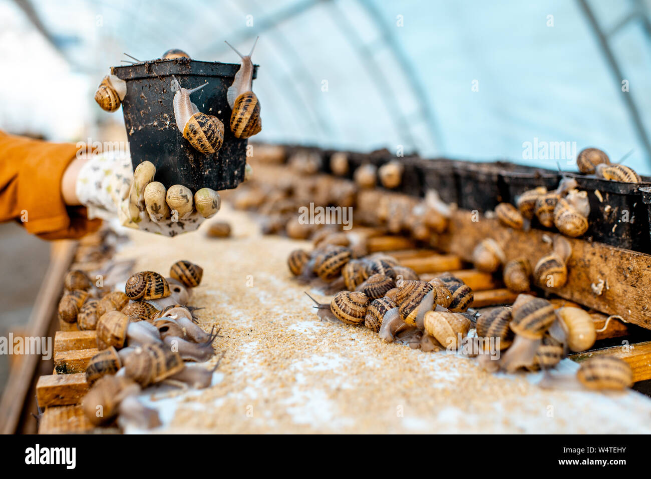 Mollusc farm hi-res stock photography and images - Alamy