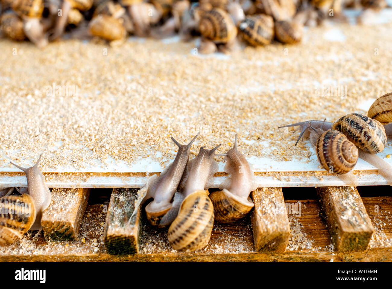 Lots of snails on a special shelves with feed on a farm for snails ...