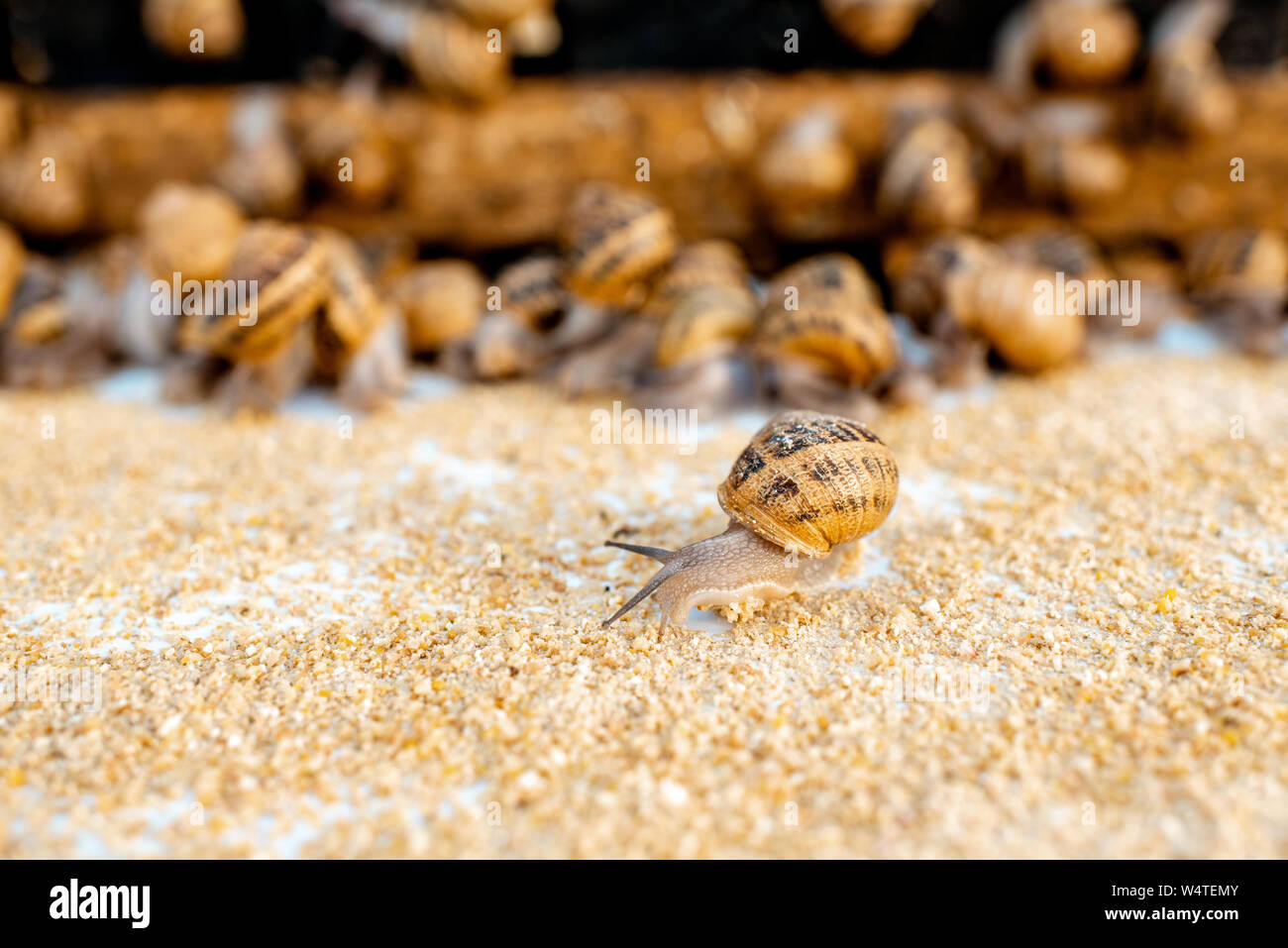 Mollusc farm hi-res stock photography and images - Alamy