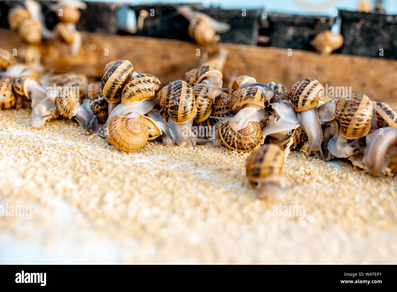Mollusc farm hi-res stock photography and images - Alamy