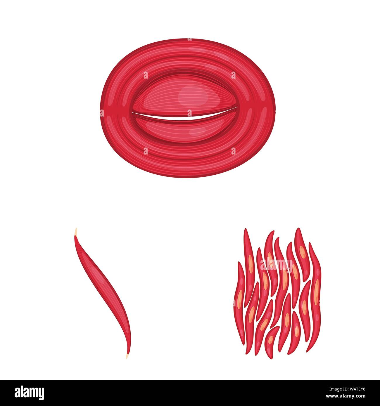 Isolated object of muscle and cells symbol. Set of muscle and anatomy ...