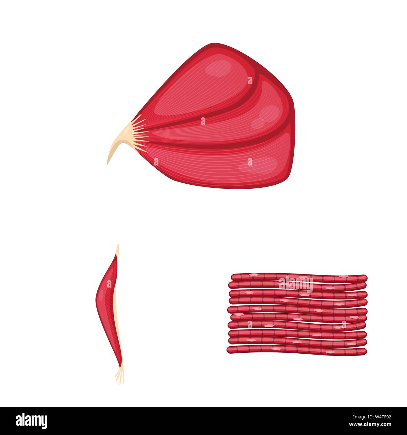 Vector illustration of muscle and cells icon. Collection of muscle and ...