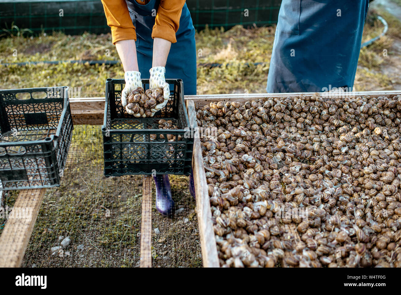 Farmers packing fresh snails for sell into the boxes on a farm with ...