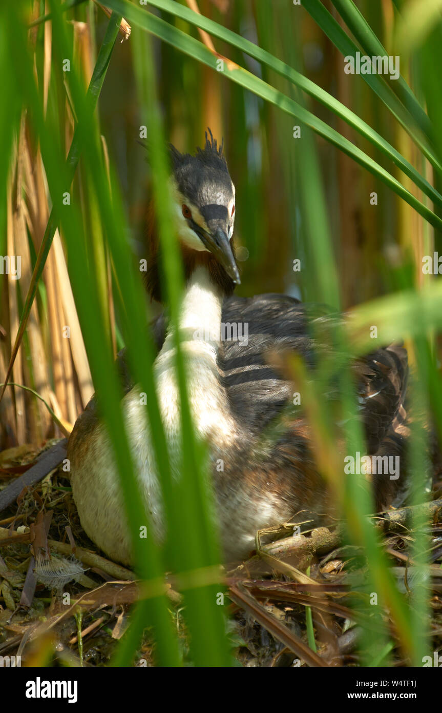 Great Crested Grebe ( Podiceps cristatus) On her nest Stock Photo - Alamy