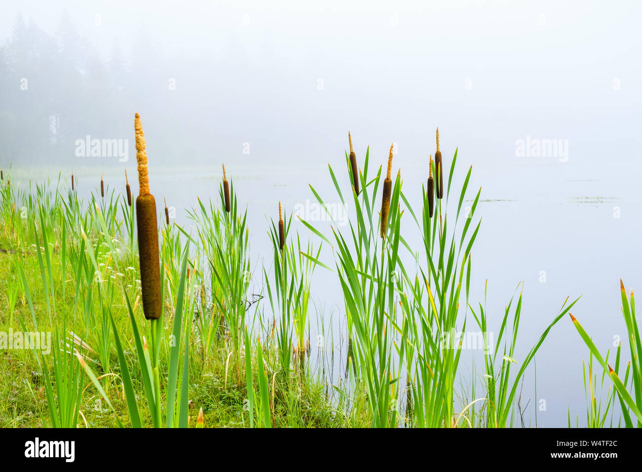 Cattail plants hi-res stock photography and images - Alamy
