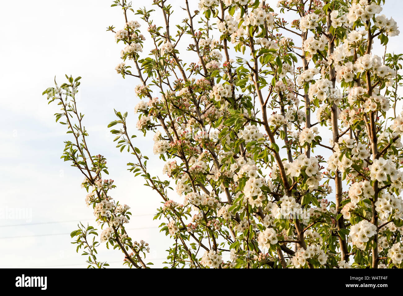 Blooming pear tree hi-res stock photography and images - Alamy