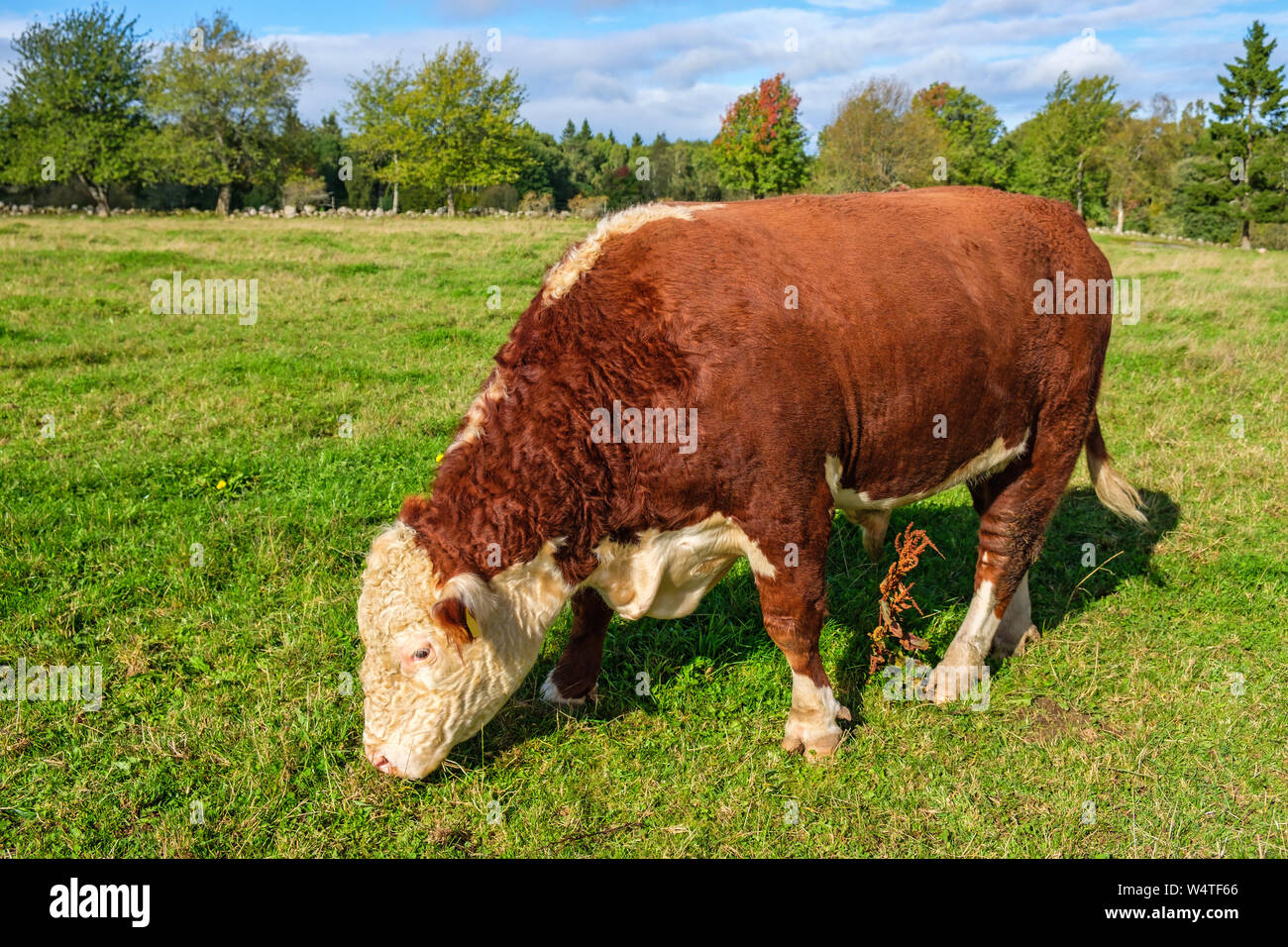 Grazing beef cattle on a meadow Stock Photo - Alamy
