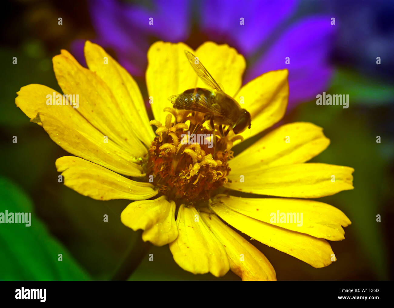 Russian honey bee hi-res stock photography and images - Alamy