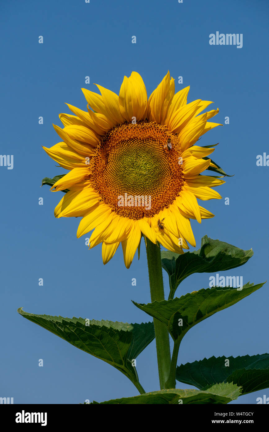 Flowering sunflower against a blue sky background. Closeup. Landed bees ...