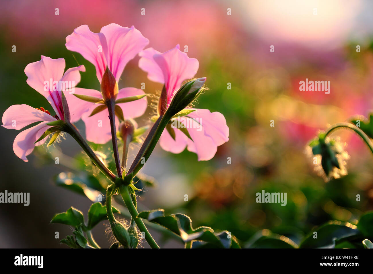 Wonderful nature background of colorful geranium flower blossom vibrant ...
