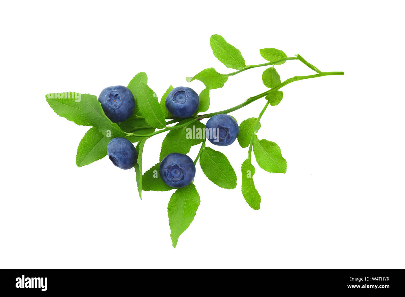 Blueberry branch isolated on white background Stock Photo - Alamy