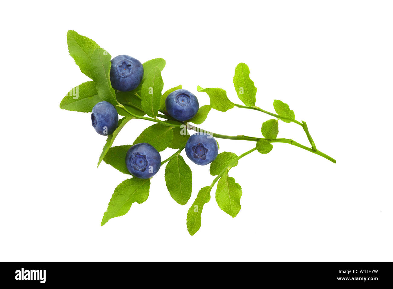 Blueberry branch isolated on white background Stock Photo - Alamy