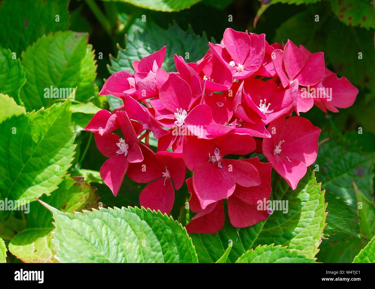 Deep pink hydrangea head, Dunster Castle Gardens, Dunster, Somerset ...