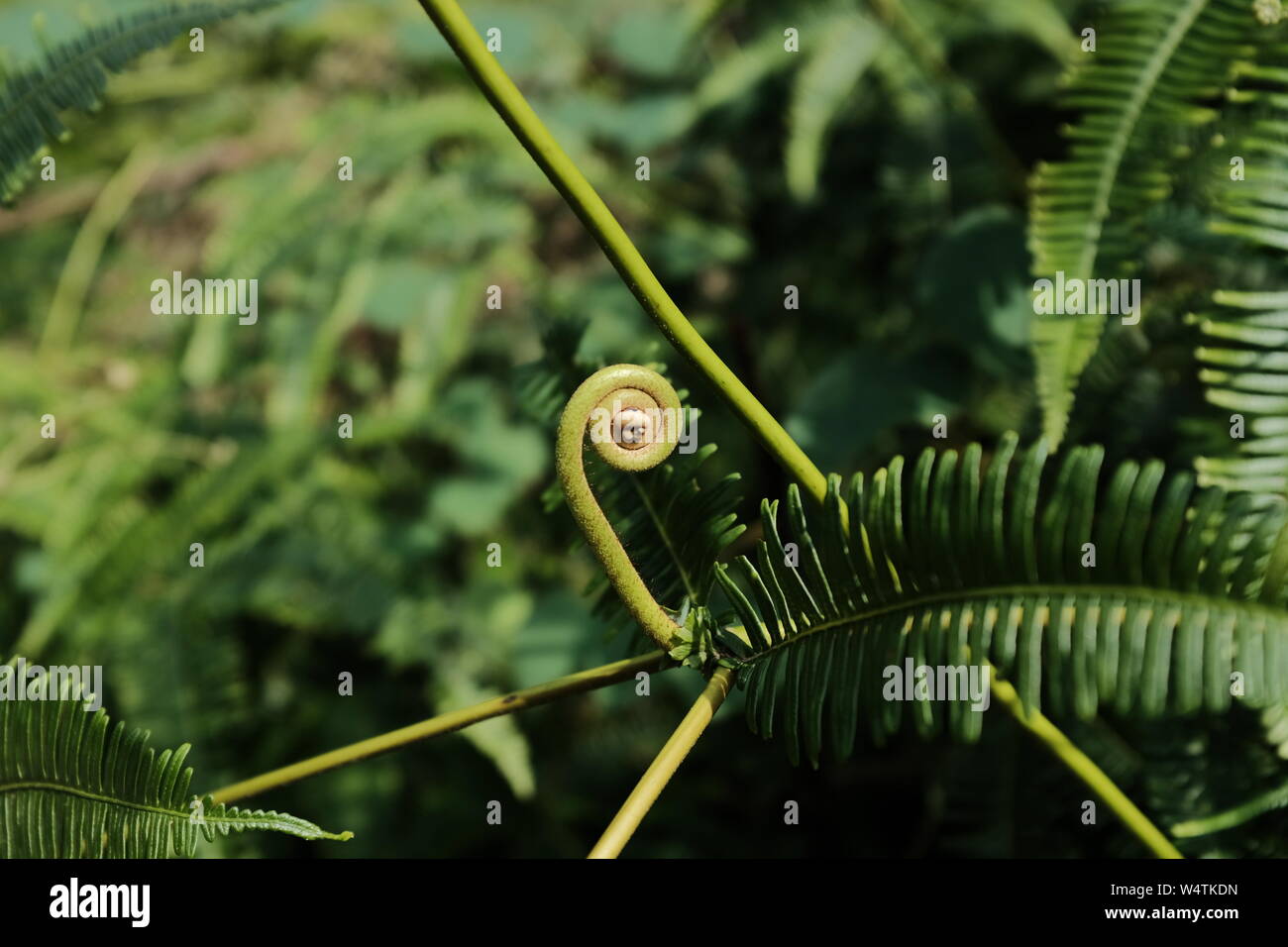 A close up of a fern unrolling Stock Photo - Alamy