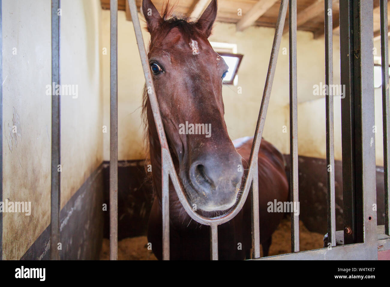 Portrait of race horse looking out of their boxes in the ranch stable ...