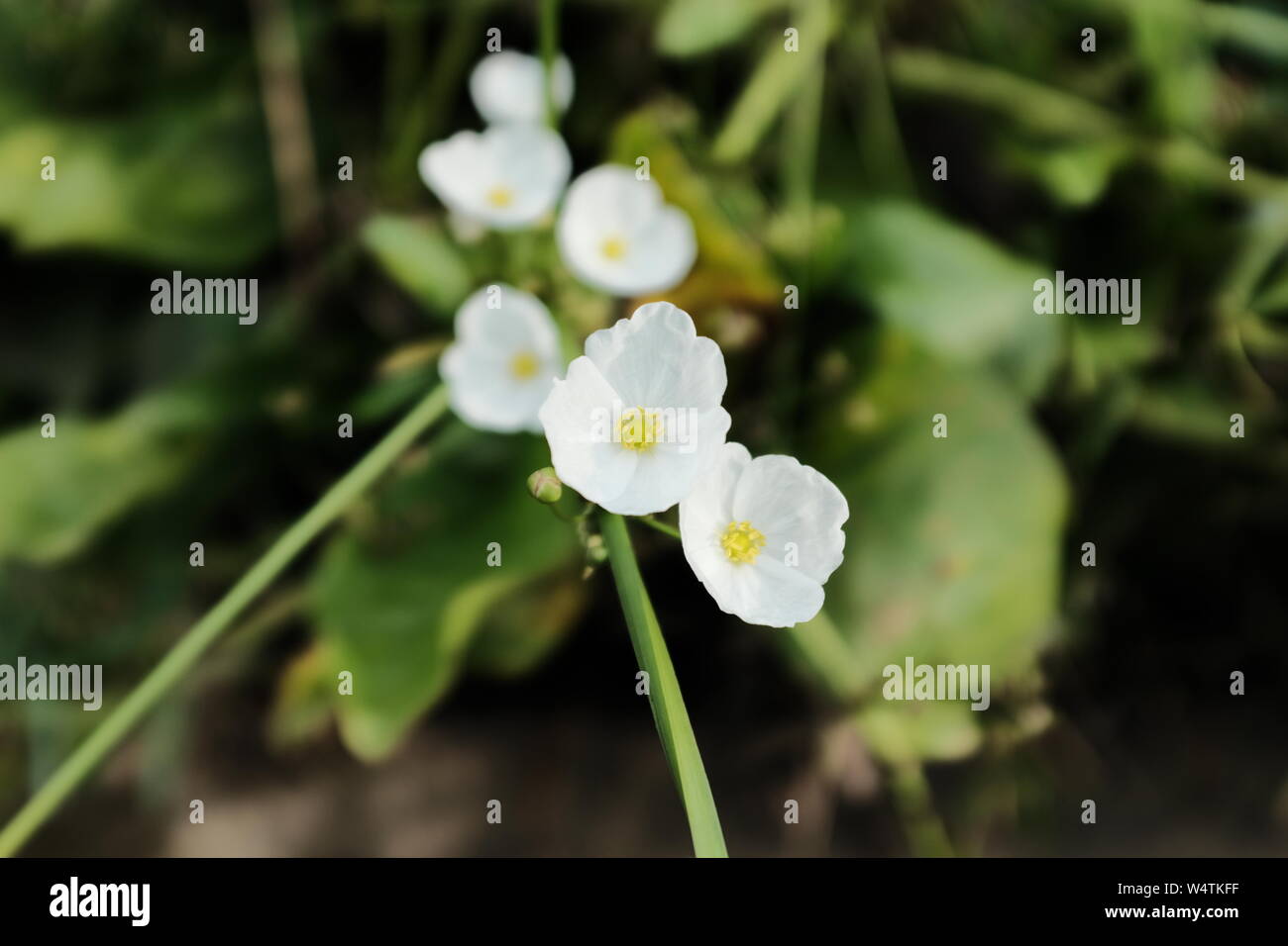 Multiple white flowers on a stalk Stock Photo - Alamy