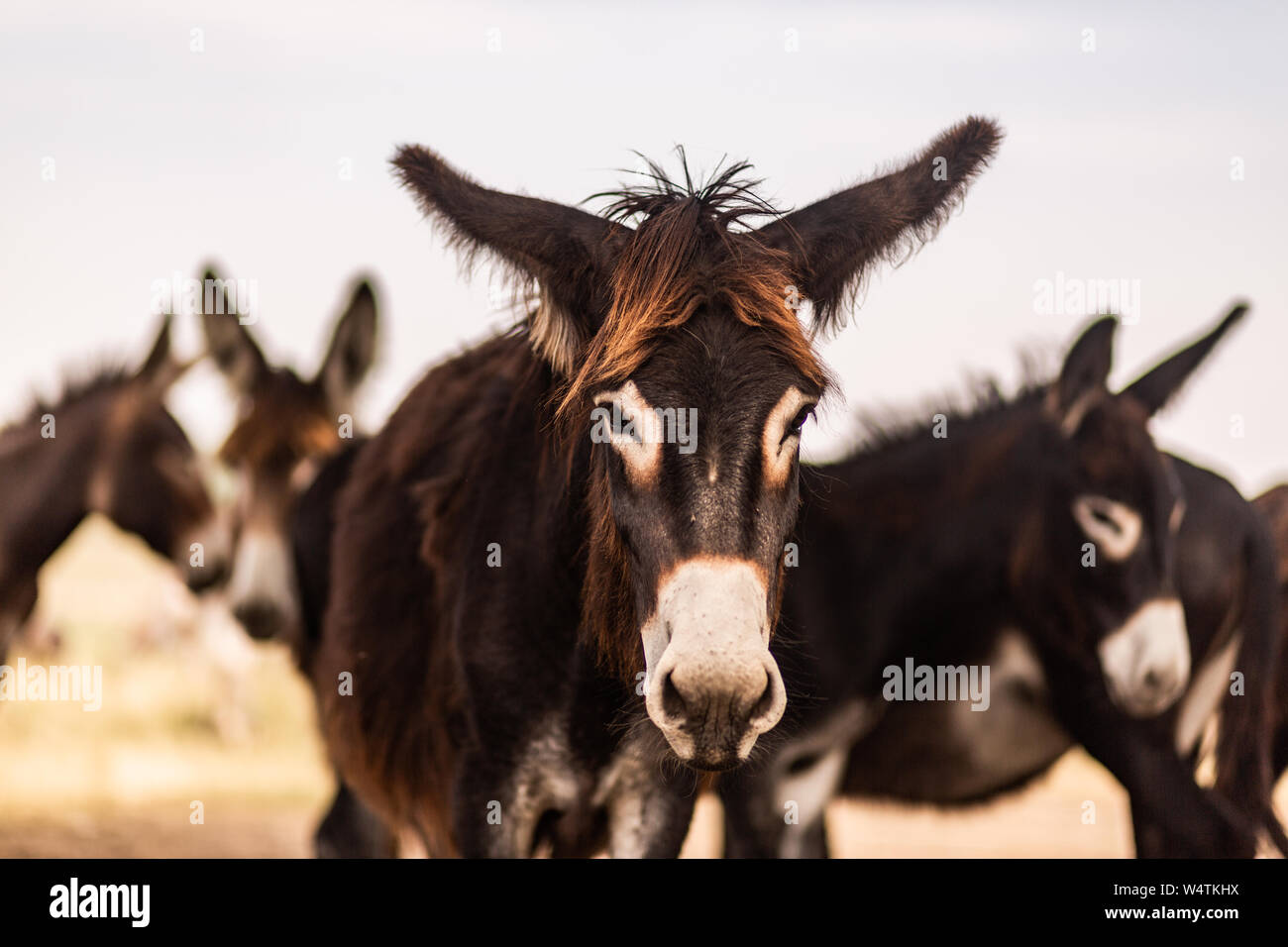 Donkeys in rural Hungary Stock Photo - Alamy