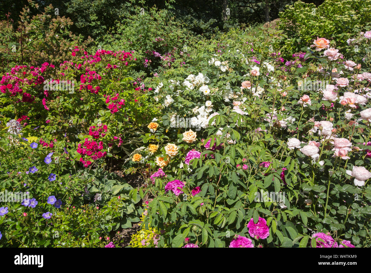 Roses in Holehird Gardens, Windermere, Cumbria, UK Stock Photo - Alamy