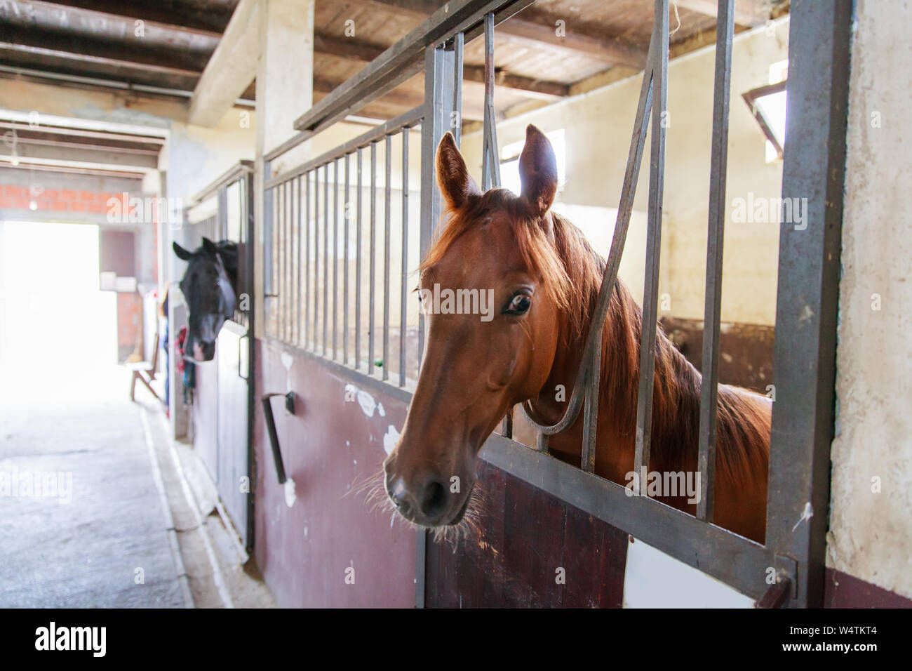 Portrait of race horses looking out of their boxes in the ranch stable ...